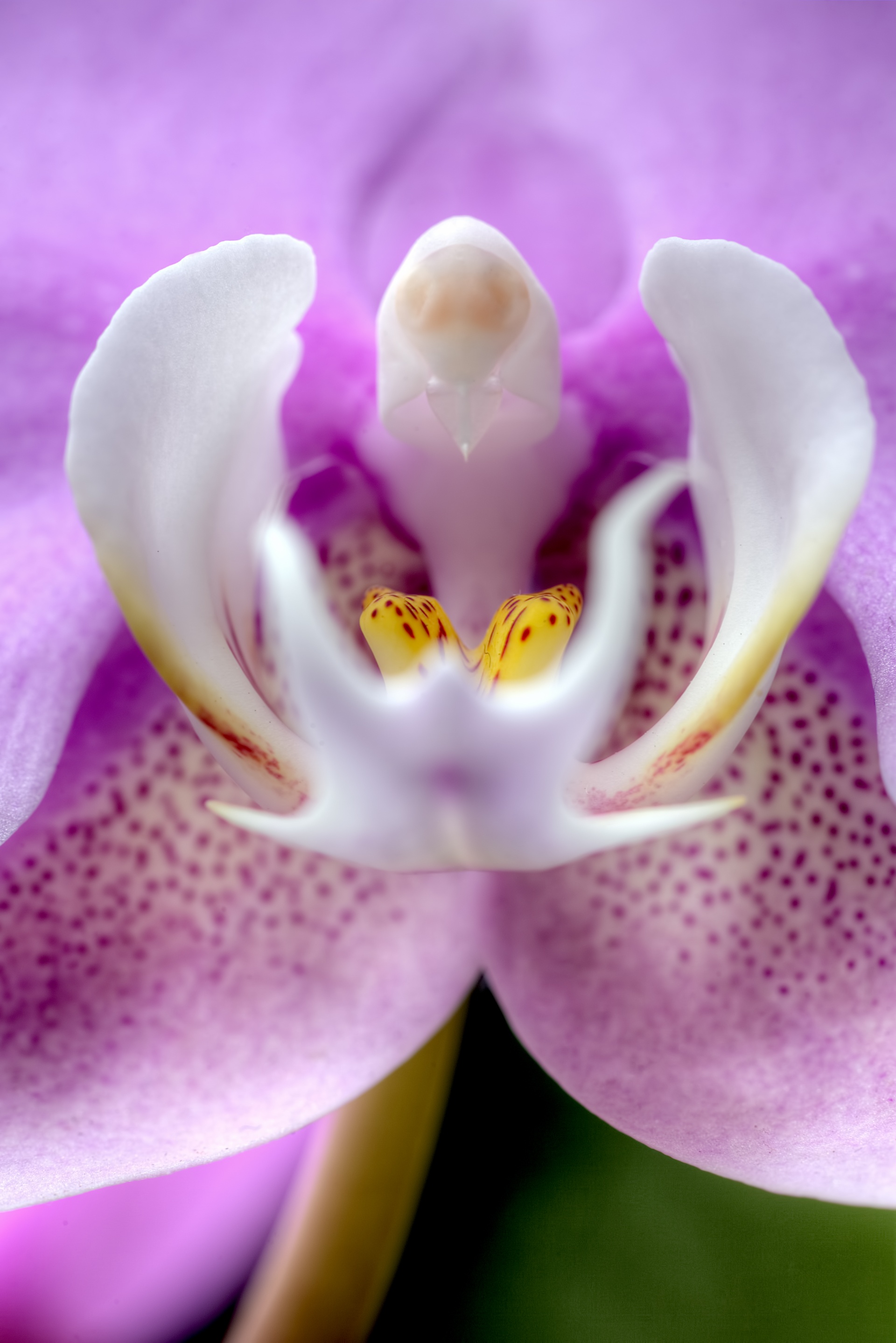 orchid