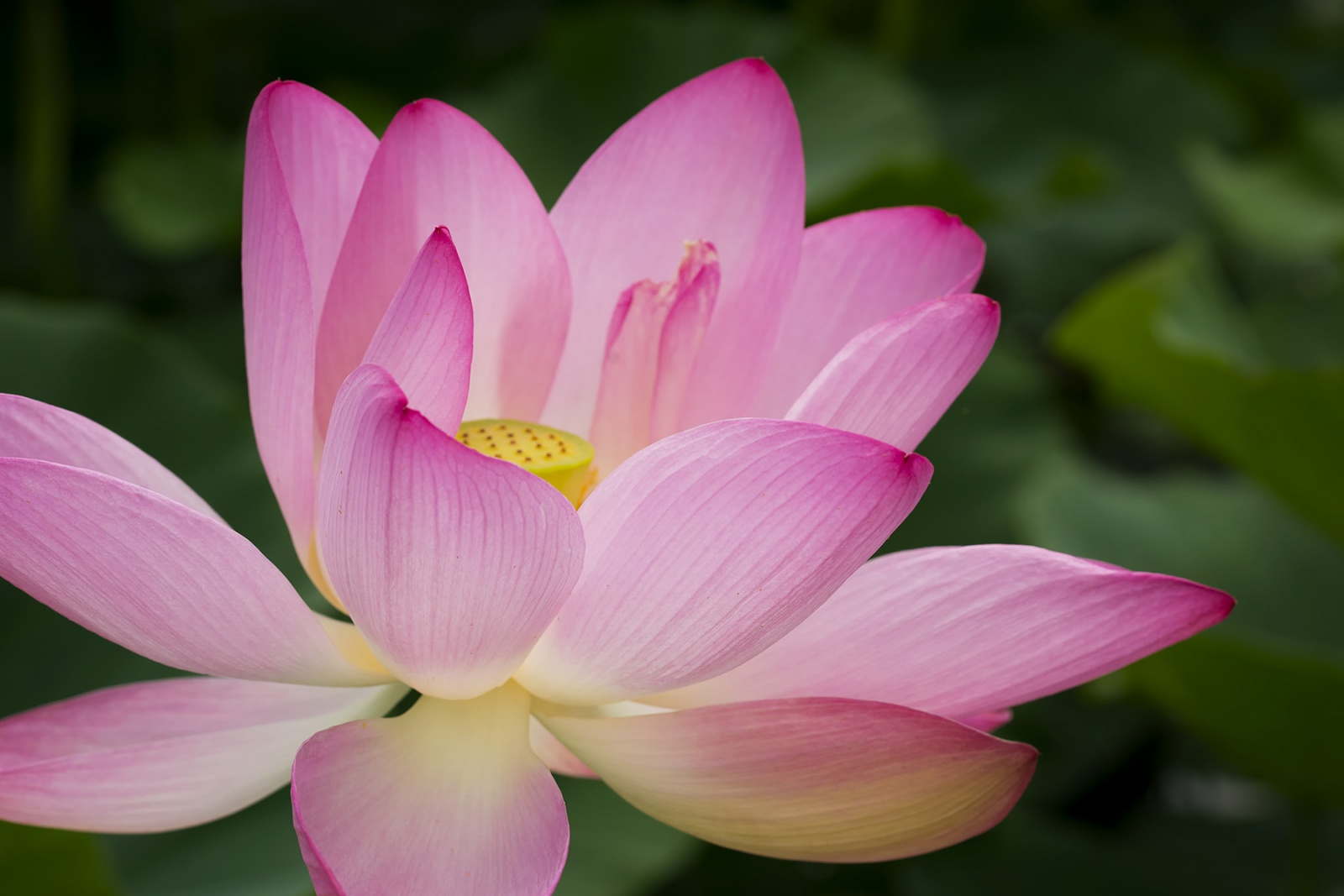 Lotus Flower
