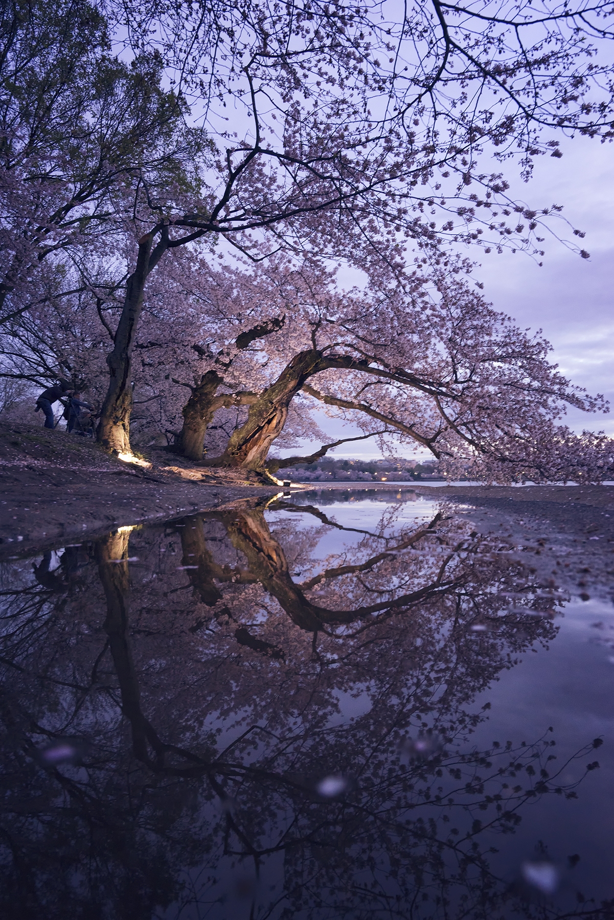 Cherry Tree Photography